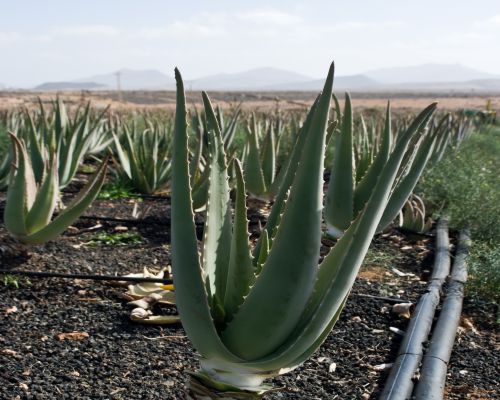 ALOE crop cultivation - LeafConAgro