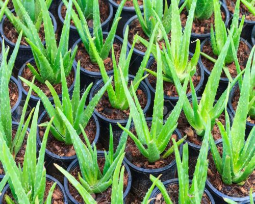 ALOE crop cultivation - LeafConAgro