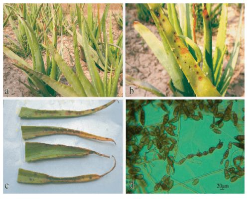 ALOE crop cultivation - LeafConAgro