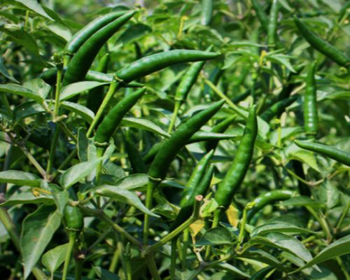 CHILLi - LeafConAgro