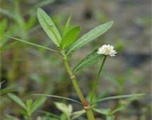ALLIGATOR WEED - LeafConAgro