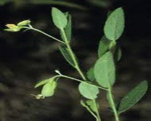 ARROWHEAD RATTLEBOX - LeafConAgro