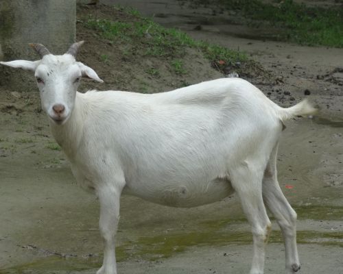 Assam Hill - LeafConAgro