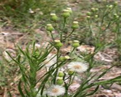 ASTHMAWEED - LeafConAgro