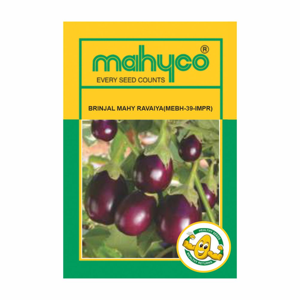 mahyco BRINJAL MAHY RAVAIYA (MEBH-39-Impr) (10 GM) - LeafConAgro
