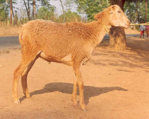 Balangir - LeafConAgro