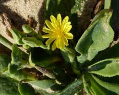 Beach Launaea - LeafConAgro