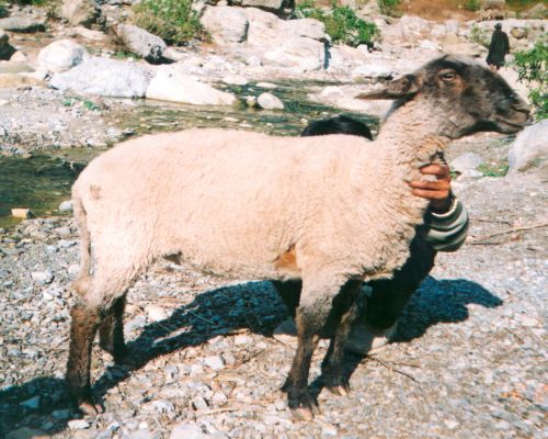 BHAKARWAL - LeafConAgro