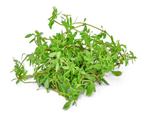 BITTER CUMIN - LeafConAgro