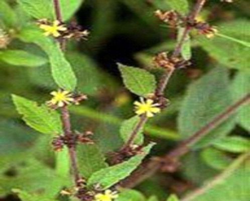 BURBUSH - LeafConAgro