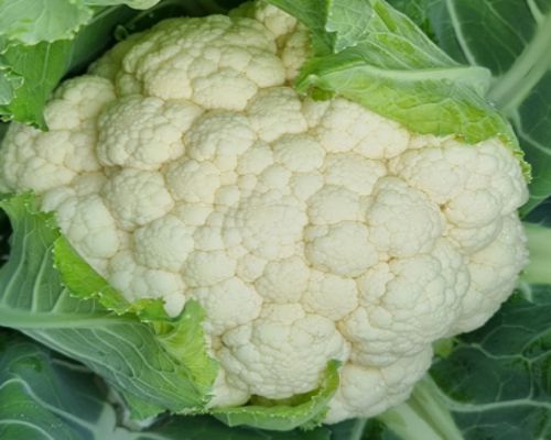 CAULIFLOWER - LeafConAgro