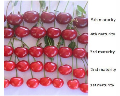 QUALITY of cherries - LeafConAgro