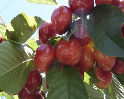 QUALITY of cherries - LeafConAgro