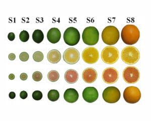 Citrus Fruits of grading - LeafConAgro