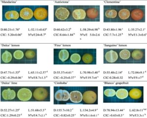 Citrus Fruits of grading - LeafConAgro