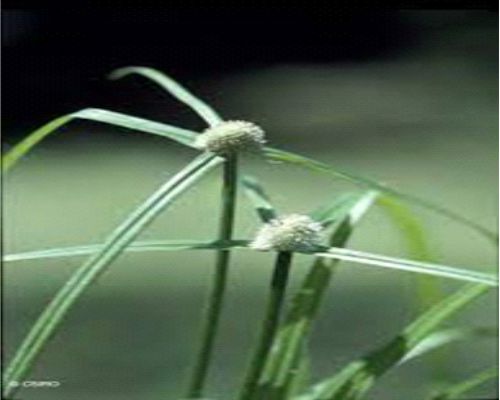 CYPERUS TRICEPS ROTTB. - LeafConAgro