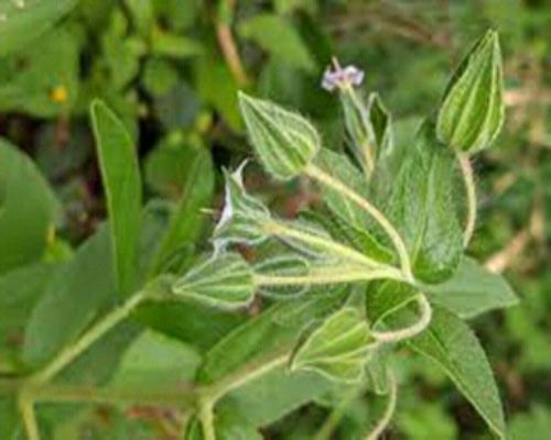 CAMEL BUSH - LeafConAgro