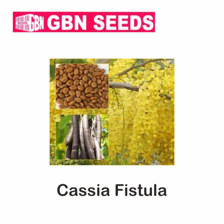 GBN cassia fistula seeds (1 KG)(pack of 10) - LeafConAgro