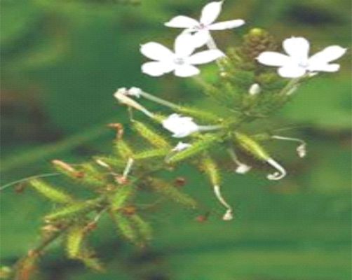 CEYLON LEADWORT - LeafConAgro