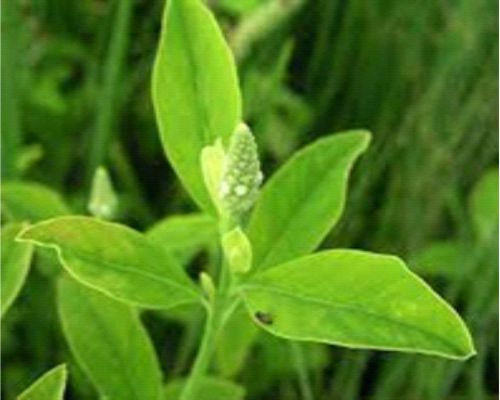 CHICKENSPIKE - LeafConAgro