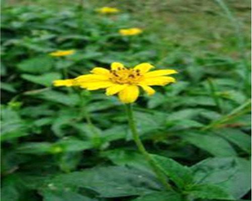 CHINESE WEDELIA - LeafConAgro