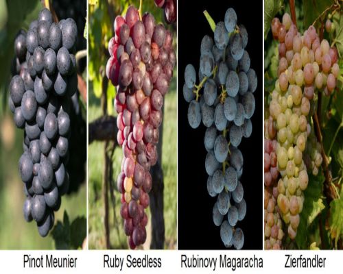QUALITY OF TABLE GRAPES - LeafConAgro
