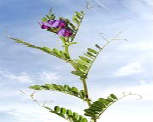 COMMON VETCH - LeafConAgro