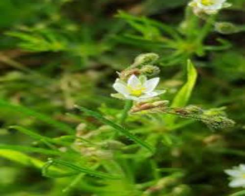 CORN SPURRY - LeafConAgro
