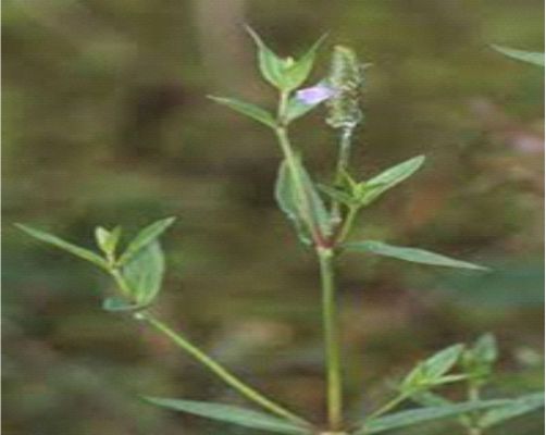 CREEPING RUNGIA - LeafConAgro