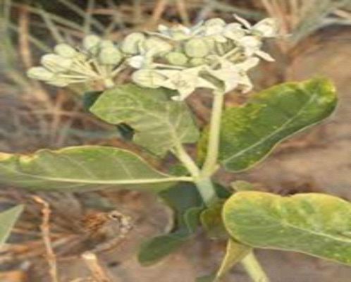 CROWN FLOWER - LeafConAgro