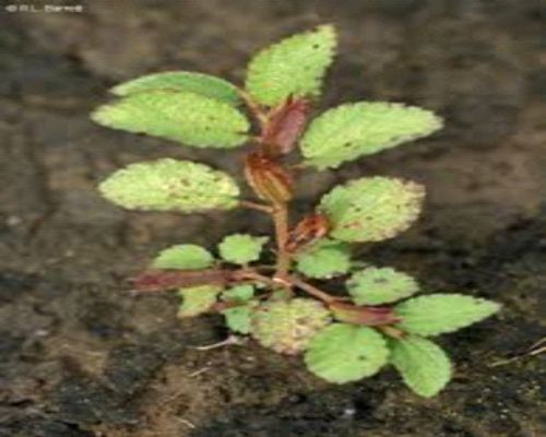 EAST INDIAN JEW'S MALLOW - LeafConAgro