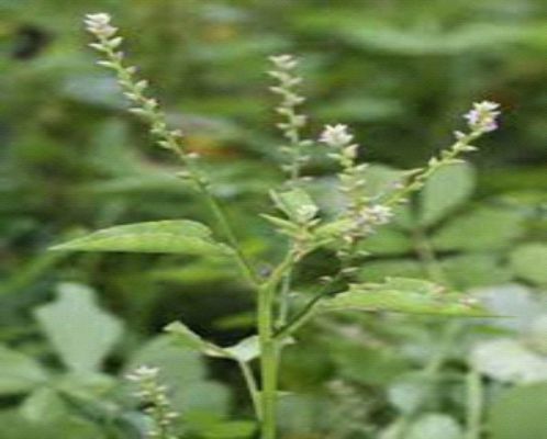 FALSE AMARANTH - LeafConAgro