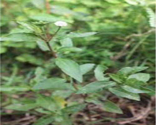 FALSE DAISY - LeafConAgro