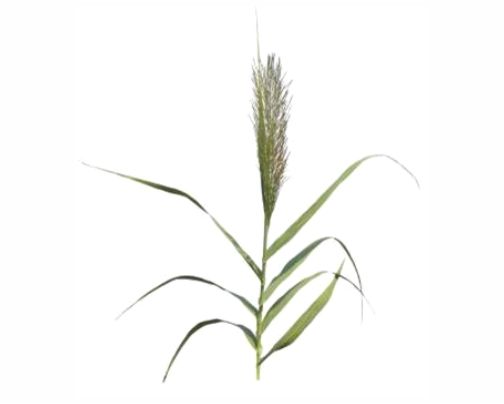 GIANT REED - LeafConAgro