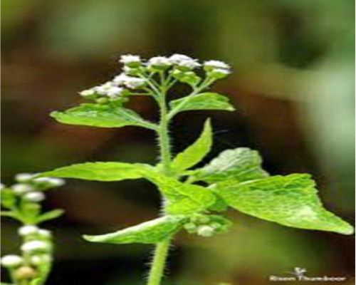 GOAT WEED - LeafConAgro