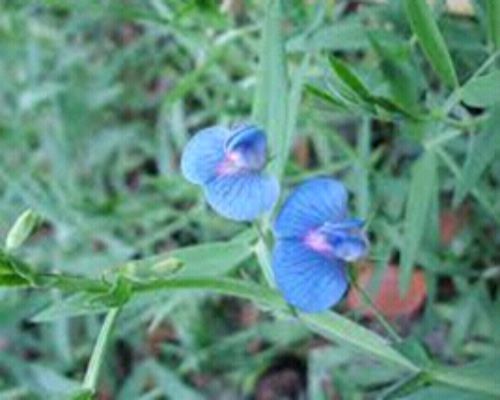GRASS PEA - LeafConAgro