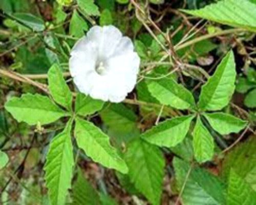 HAIRY WOODROSE - LeafConAgro