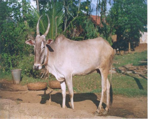 Hallikar - LeafConAgro