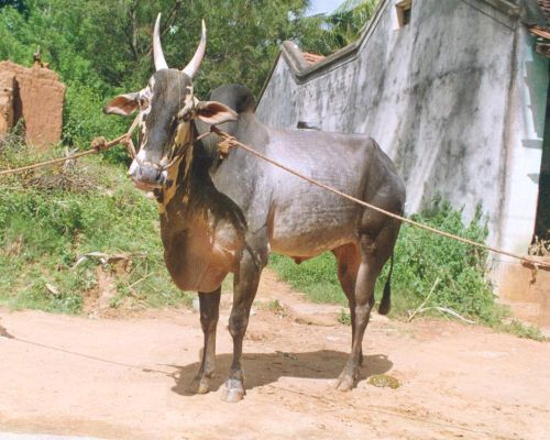 Hallikar - LeafConAgro