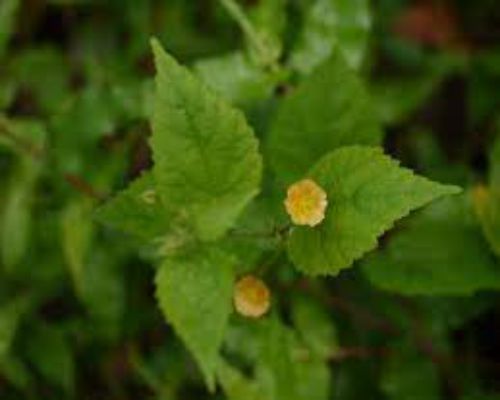 HEARTLEAF FANPETALS - LeafConAgro