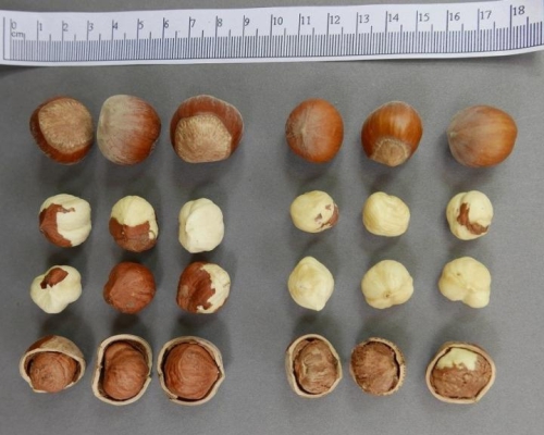Inshell Hazelnuts of grading - LeafConAgro