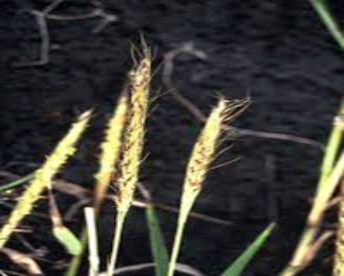 INDIAN MURAINAGRASS - LeafConAgro