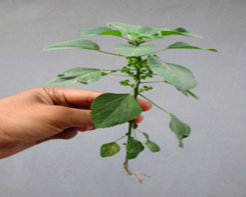 INDIAN COPPERLEAF - LeafConAgro