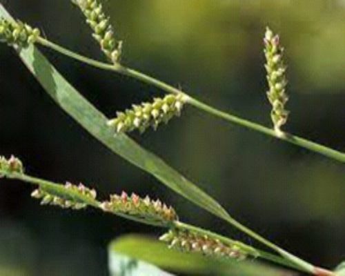 JUNGLE RICE - LeafConAgro