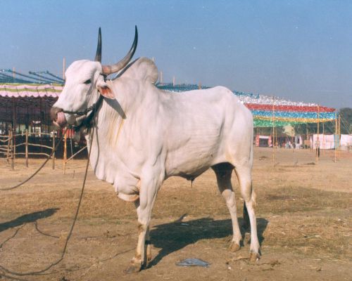 Khillar - LeafConAgro