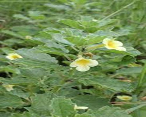 LARGE CALTROPS - LeafConAgro