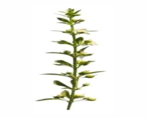 LICORICE WEED - LeafConAgro