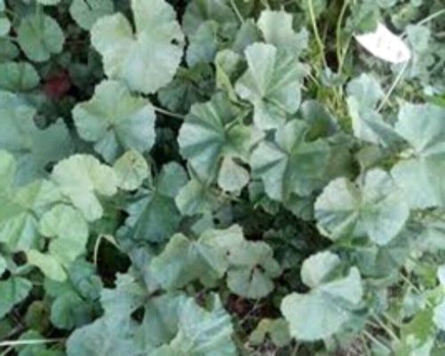 LITTLE MELLOW - LeafConAgro