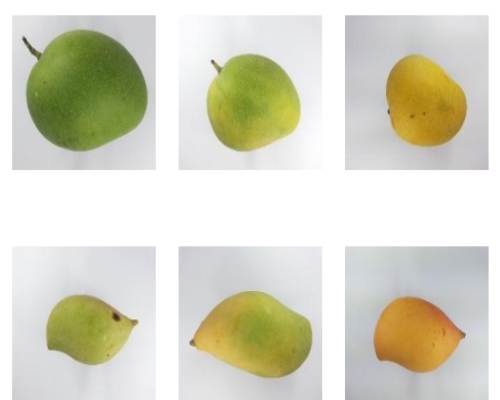 QUALITY of mangos - LeafConAgro
