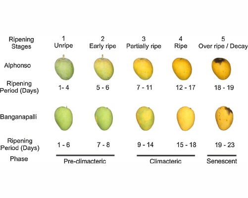 mangos grading - LeafConAgro